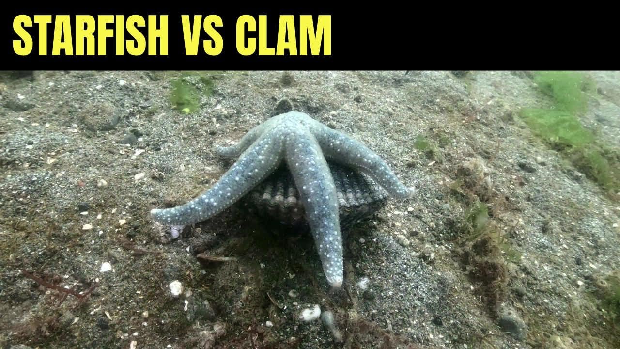 Starfish Vs Clam 3 | Salish Sea Marine Wildlife | Timelapse - YouTube