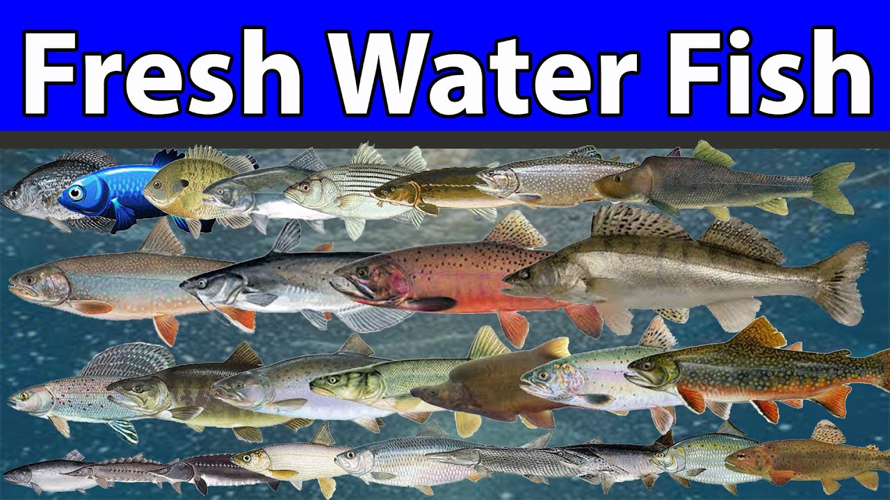 Fresh Water Fish Size Comparison in 2022 | #Fish | #FishVideo |Largest ...