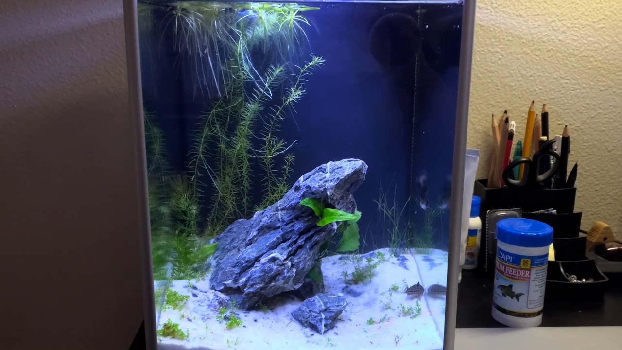 Fluval Spec III Check Up - YouTube