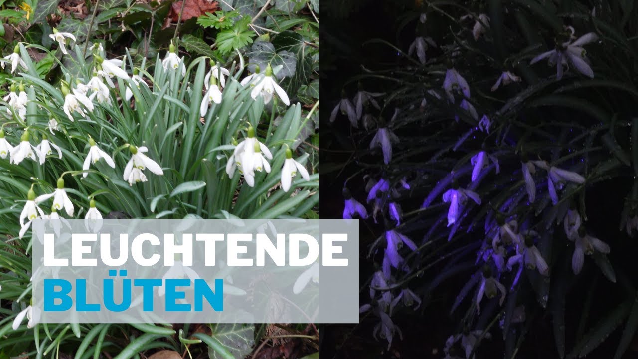Wunderbar Welche Blumen Schliessen Sich Nachts Fotos