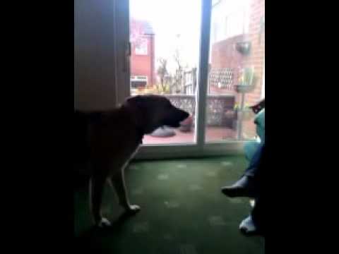 Charlie Barking, Howling and Crying - YouTube