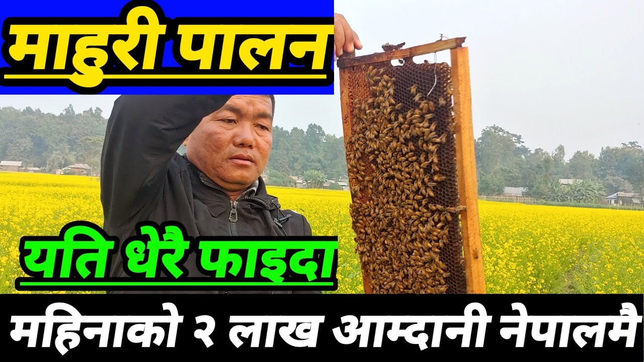 मौरी र महको यस्तो राम्रो फाइदा, महिनाको २ लाख कमाउन गाह्रो छैन Honey ...