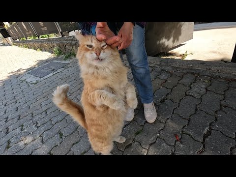You will be amazed by the incredibly cute meow of Cleo cat - YouTube