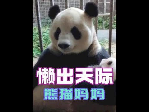 你知道熊猫圈有哪些摆烂猫妈吗？它们个个都是实力上榜#兰香 #大熊猫#热门#成大带娃#淼淼#福宝#爱宝 #娱乐 - YouTube
