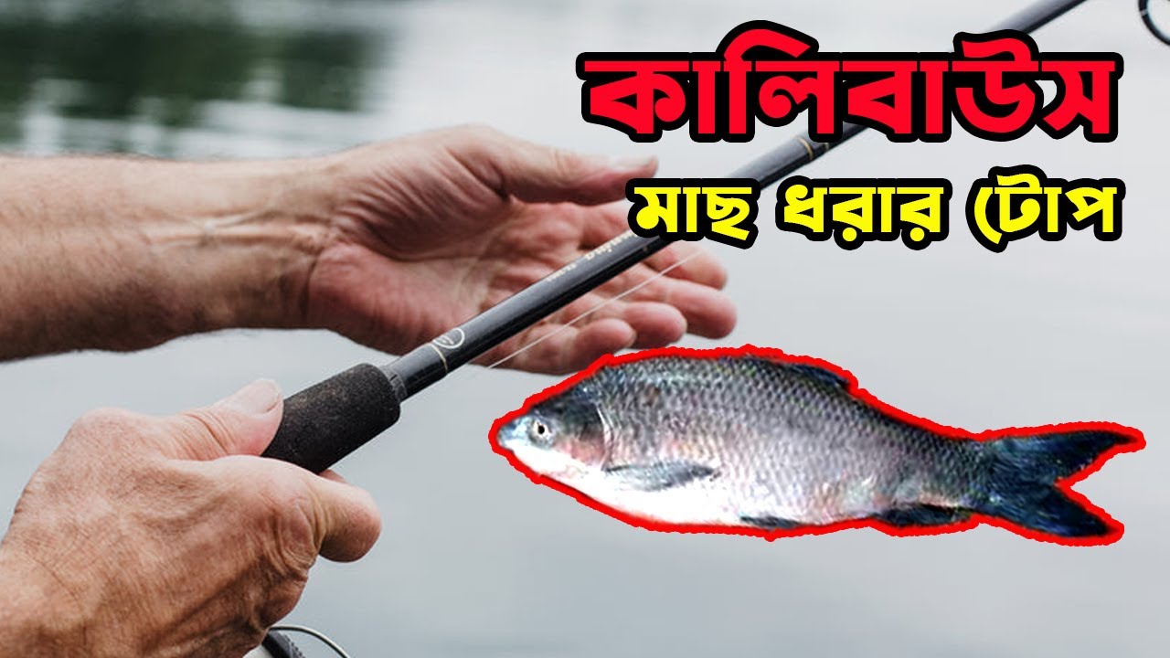 কালিবাউস মাছ ধরার টোপ || Fishing Top of Kalibaush Fish - YouTube