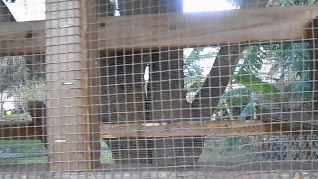 Squirrel - How to perform a Soft Release? - YouTube