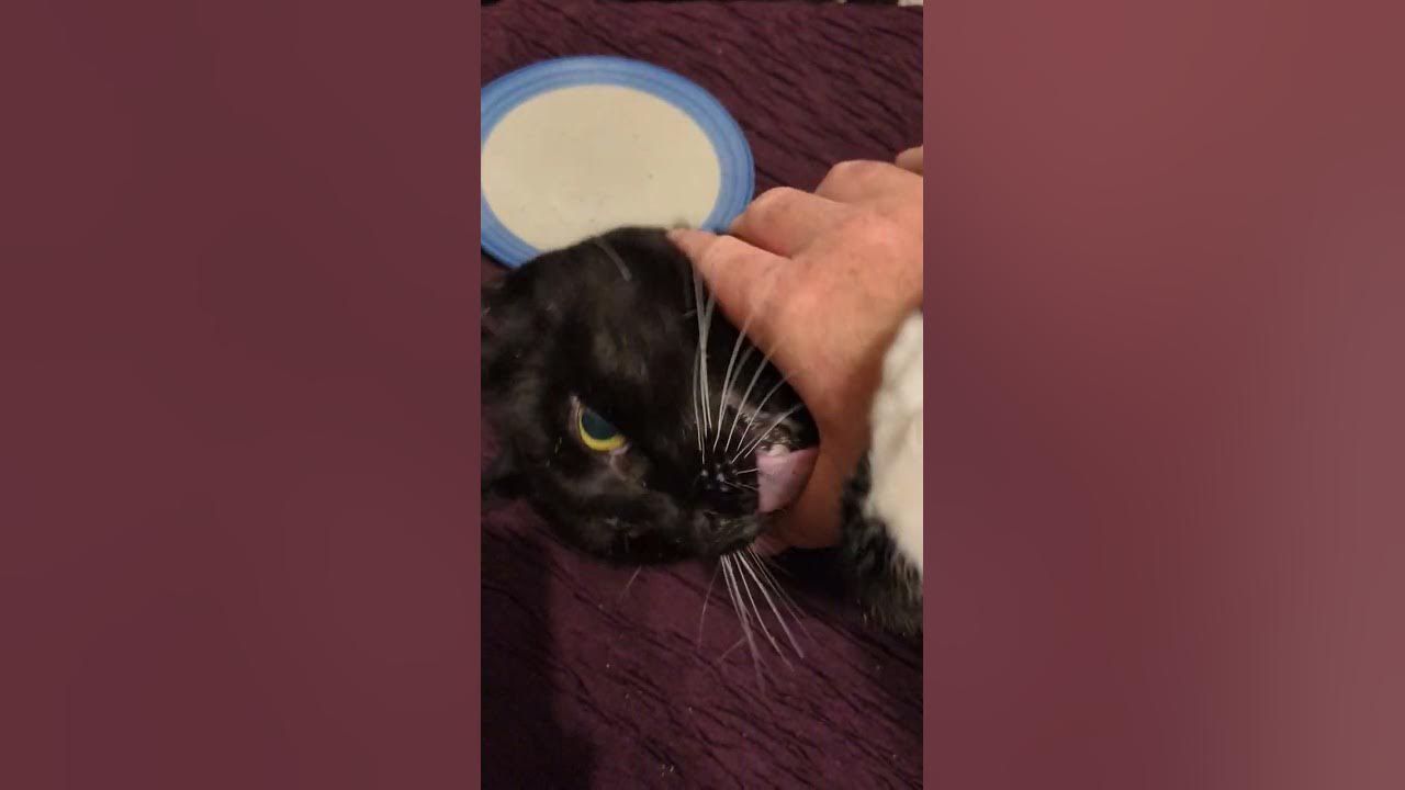 My Cat Milo getting Super High from Catnip. - YouTube