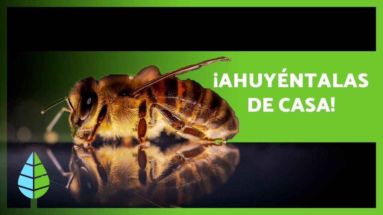 Cómo AHUYENTAR a las ABEJAS 💨🐝 (8 Repelentes Naturales) - YouTube