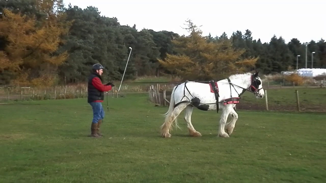 Long-reining Coachman Style - YouTube