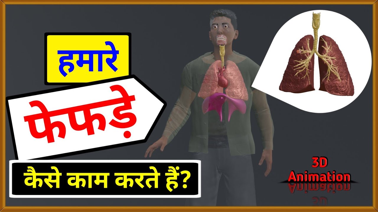 हमारे फेफड़े कैसे काम करते हैं? | How do our lungs work? | Human ...