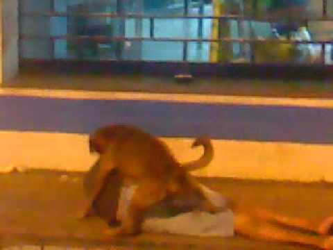 cachorro tarado de cariacica