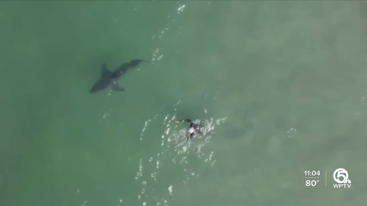 Shark sighting near Juno Beach forces swimmers out of water - YouTube