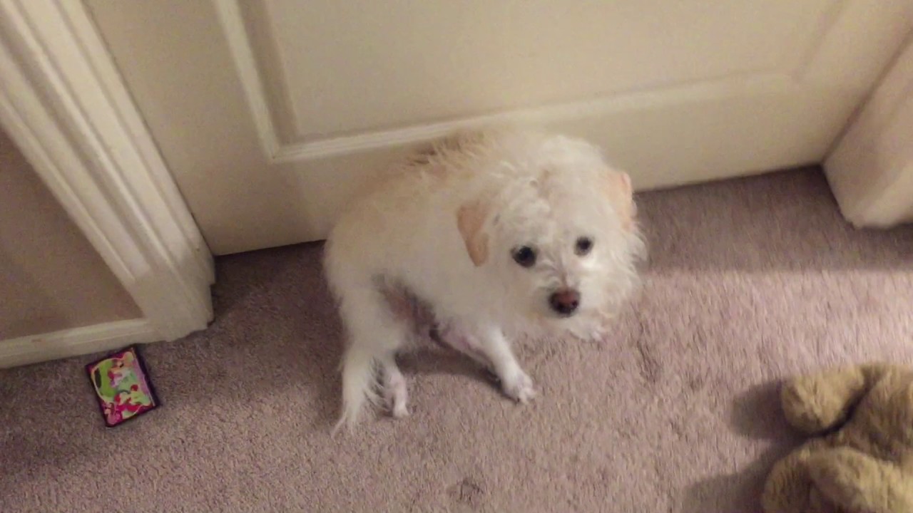 How To Stomp On A Dog - YouTube