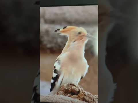 Le bruit de la huppe fasciée