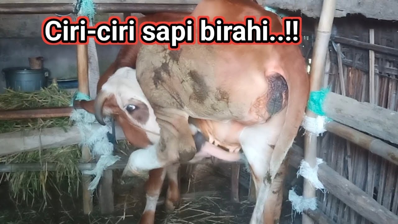 Ciri-ciri sapi birahi pemula harus tahu ini - YouTube