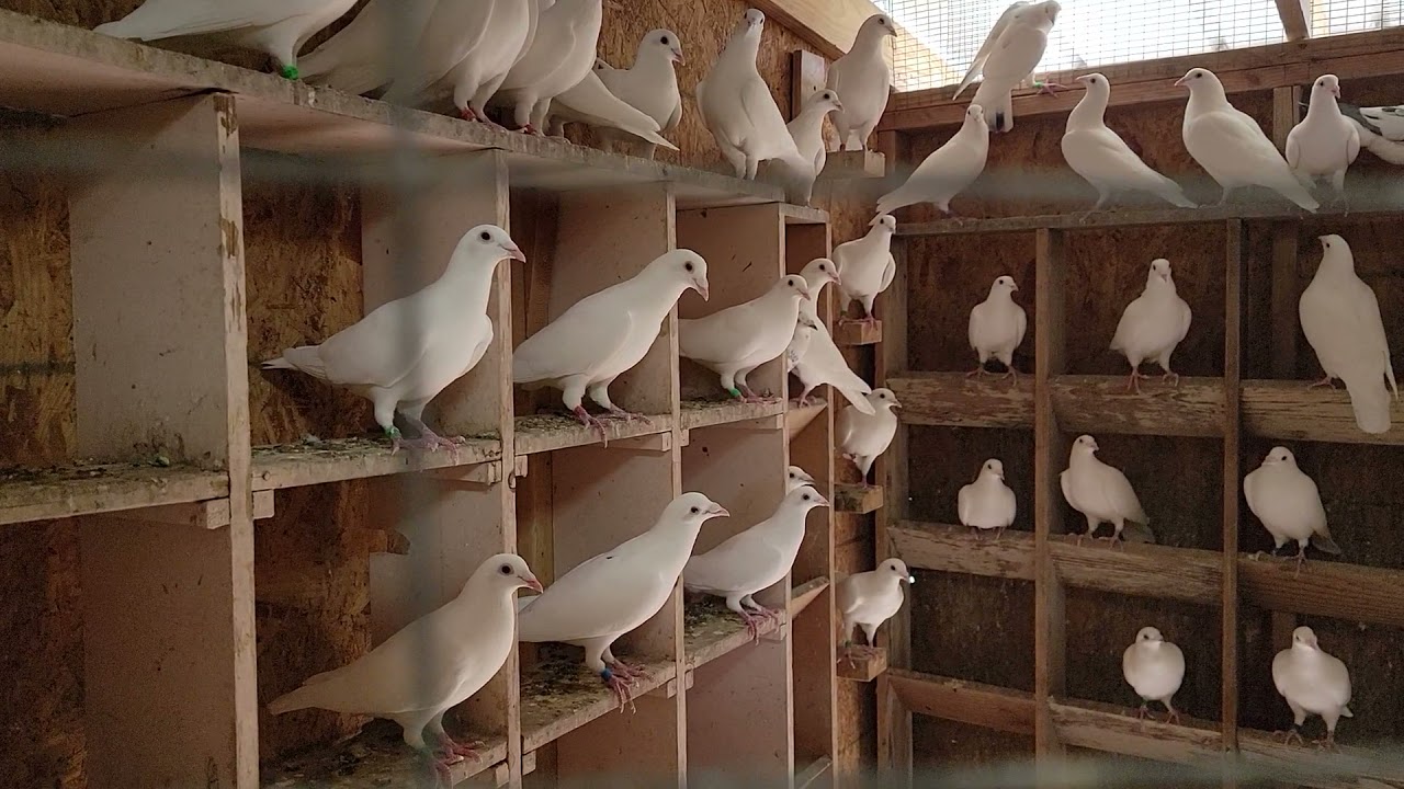 Kevin Monroe-White Racing Homers - YouTube