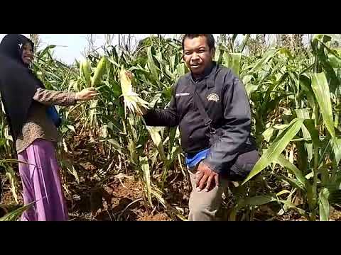 HNI HPAI PROMOL 12 testimoni promol - YouTube