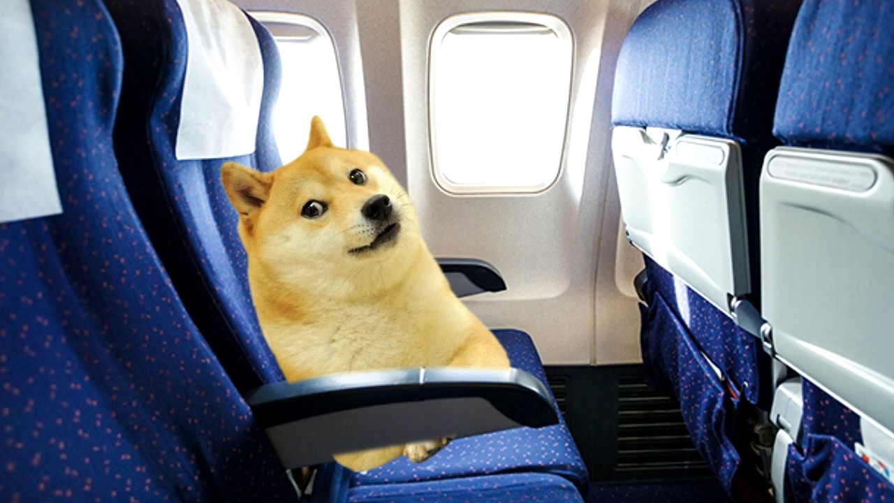 Doge goes on a plane ride! - YouTube