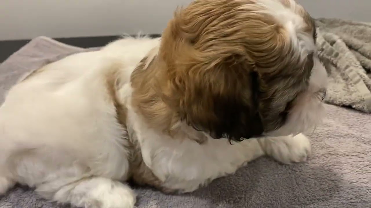 House of Lindholm Cotonpoo puppies - YouTube