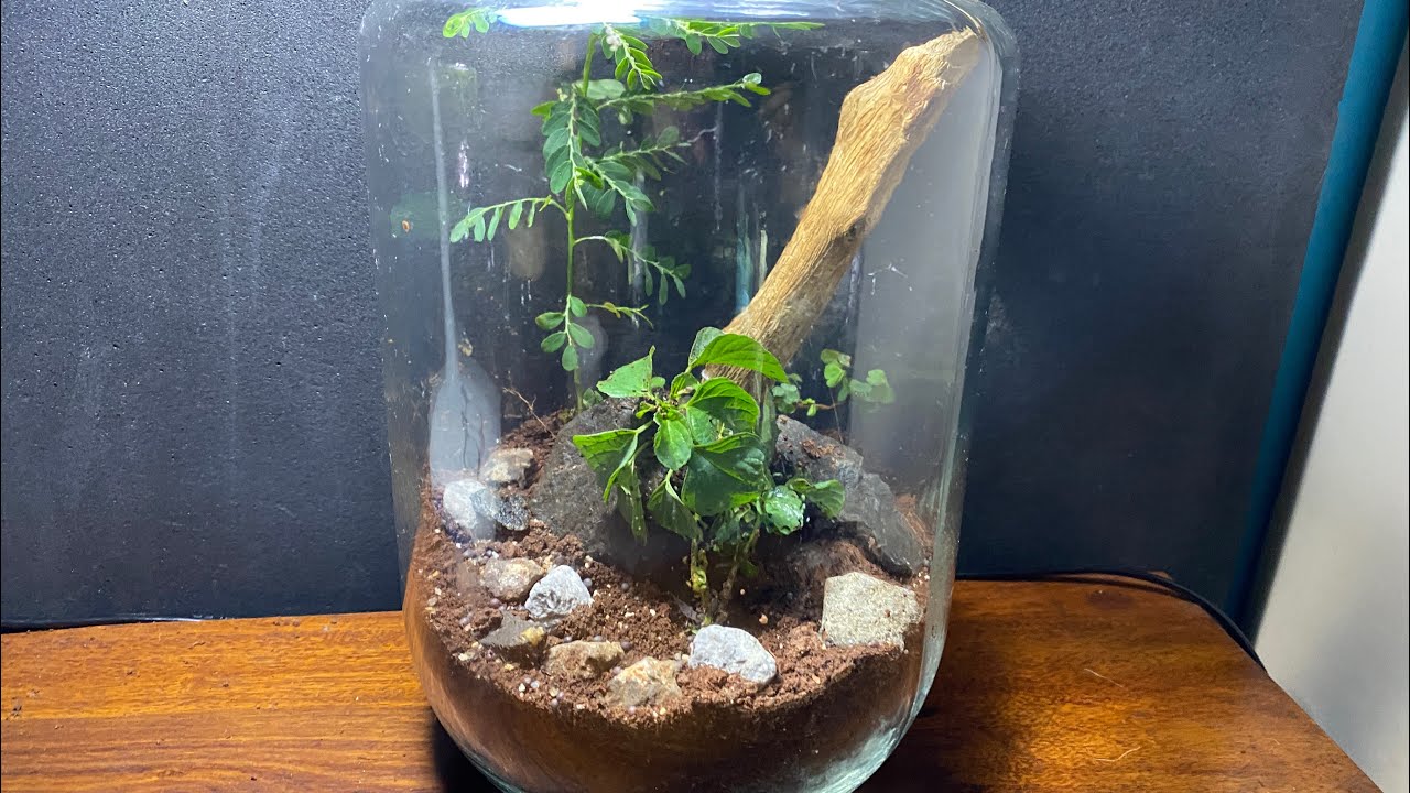 Building my largest terrarium yet ! (Native forest terrarium) - YouTube