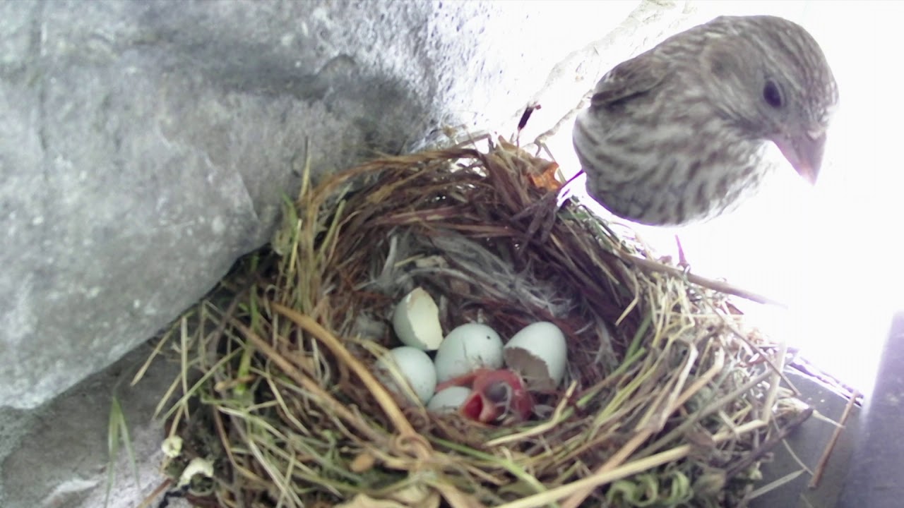 Nest Cam: Egg Hatching! - YouTube