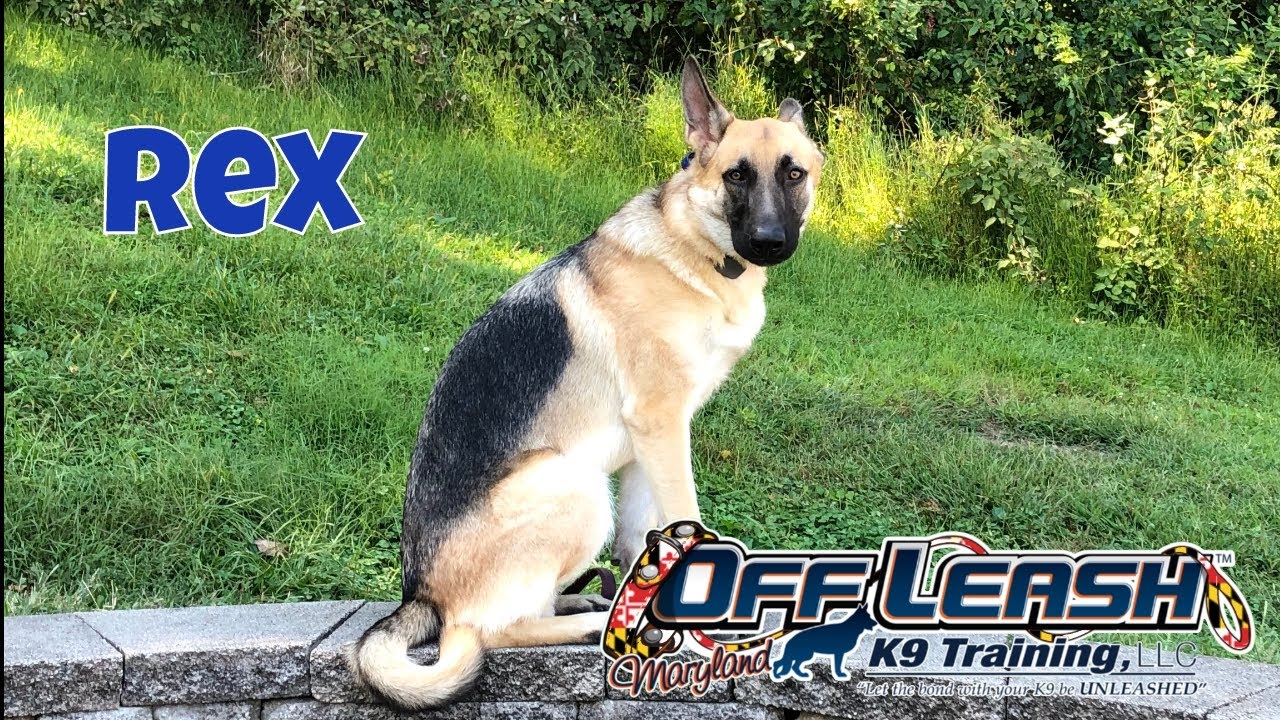 German Shepherd Puppy "Rex"|German Shepherd Dog Training - YouTube