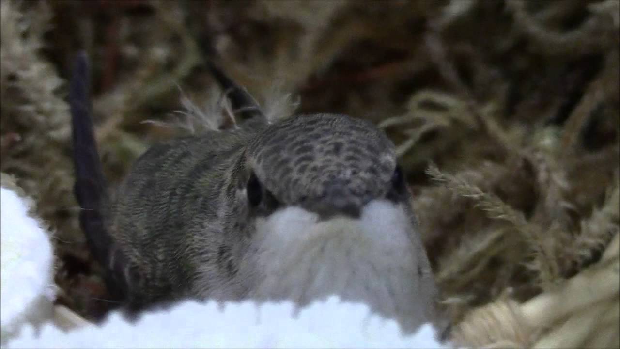 Fledgling Hummingbird Nature's Nursery - YouTube