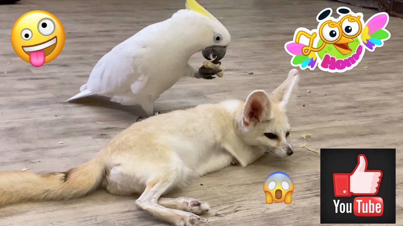 Fox Tiffany really wanted to play with Charlie the parrot. The fox will ...