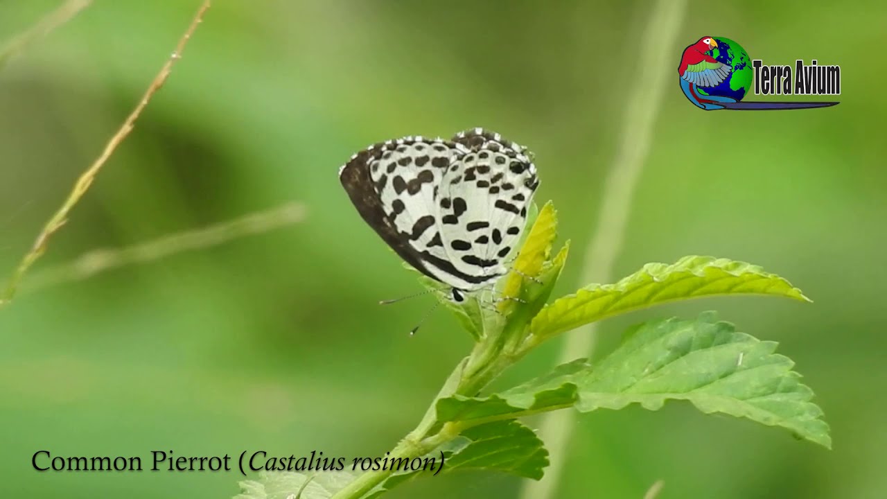 Common Pierrot (Castalius rosimon) - YouTube