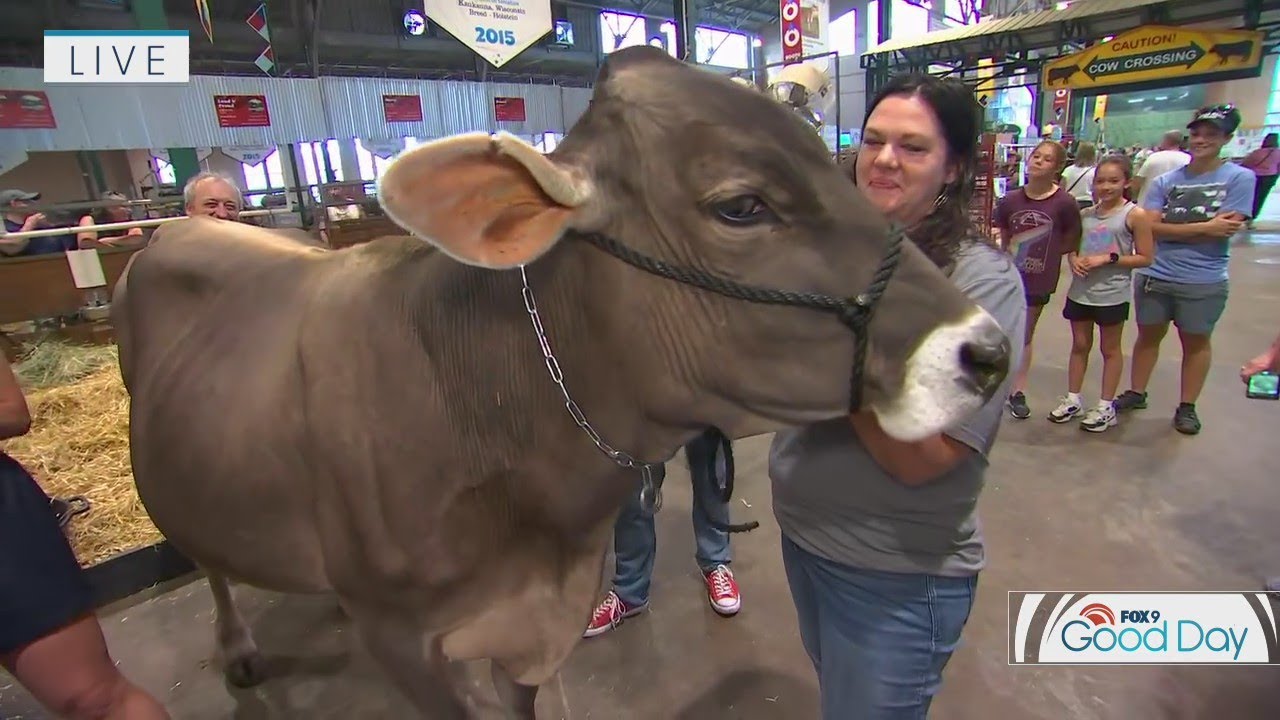 Milking at the Minnesota State Fair: Hannah and Dale go head-to-head ...