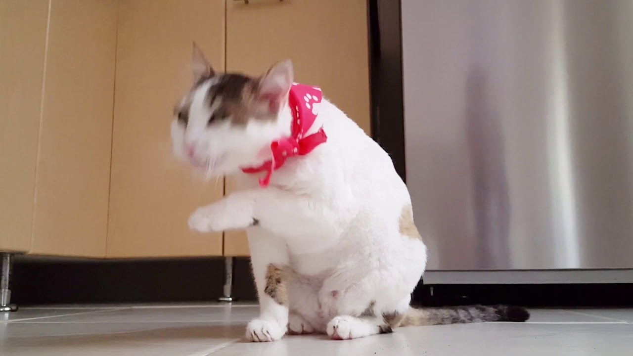 Video Of Funny Cat/Copyright free videos - YouTube