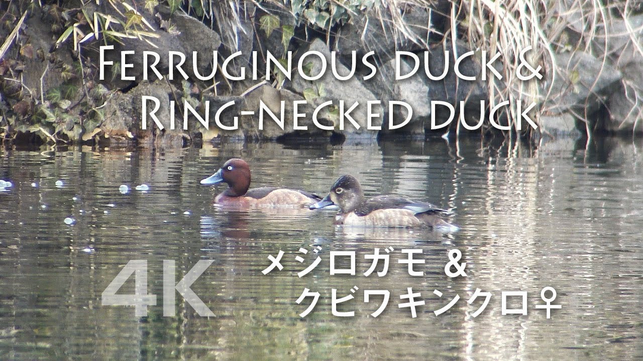 野鳥撮影・ 鳥の神様のイタズラ？珍しいカモの奇跡的ツーショット - YouTube