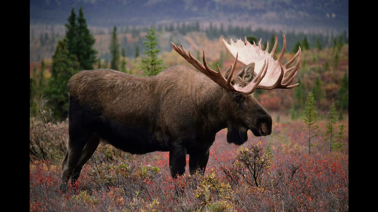 moose sounds - YouTube