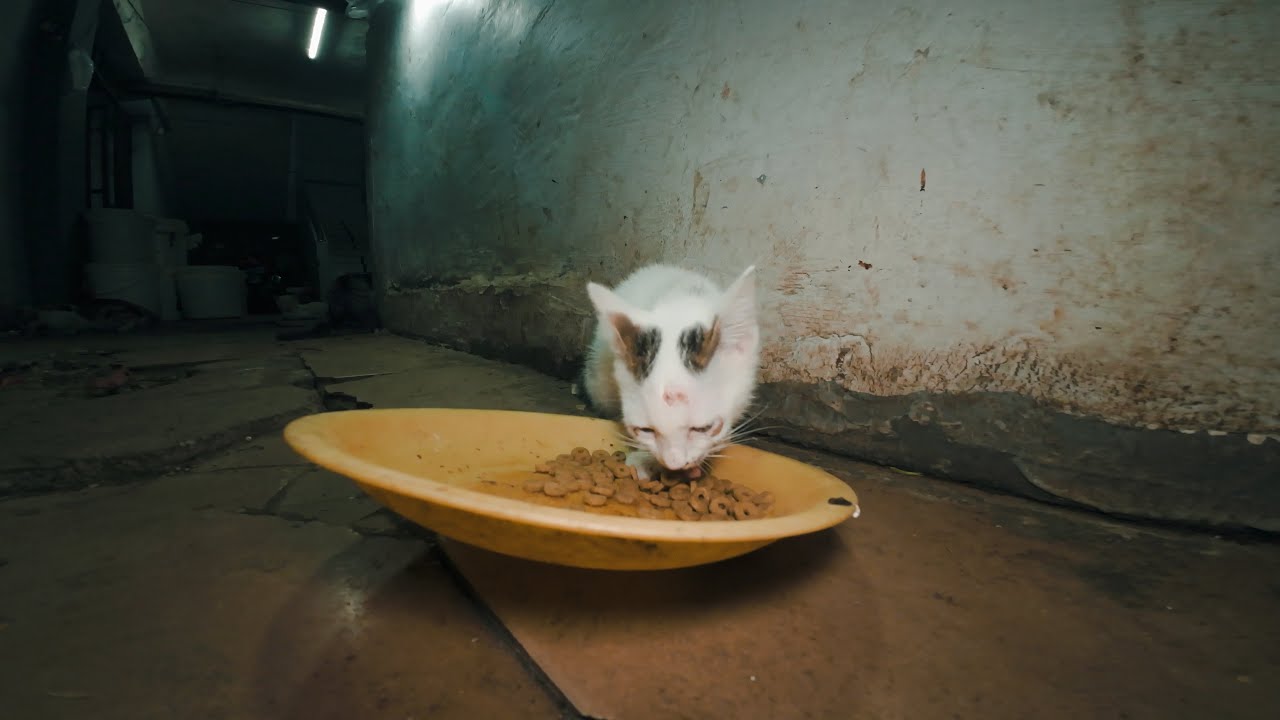 The cute kitten eats together with the big cats - YouTube