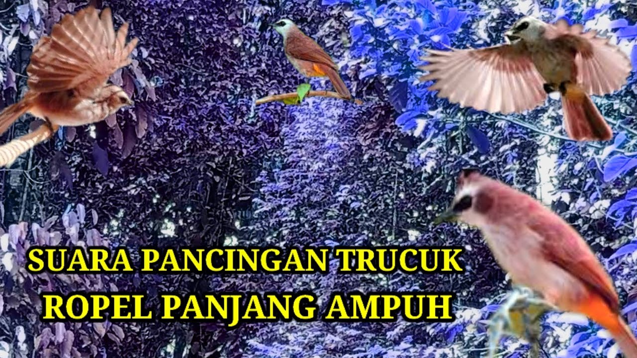 Suara Pikat_Pancingan Trucuk Gacor Ropel Panjang Paling Rubut Ampuh ...