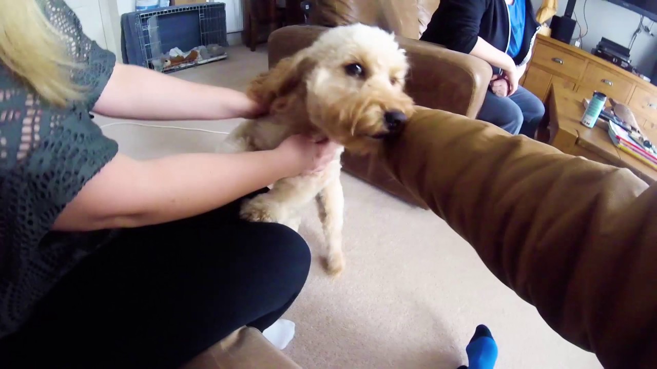 LUNATIC MANIAC DOG - YouTube