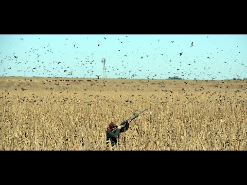Best Amazing compilation pigeon hunting shots !!! - YouTube