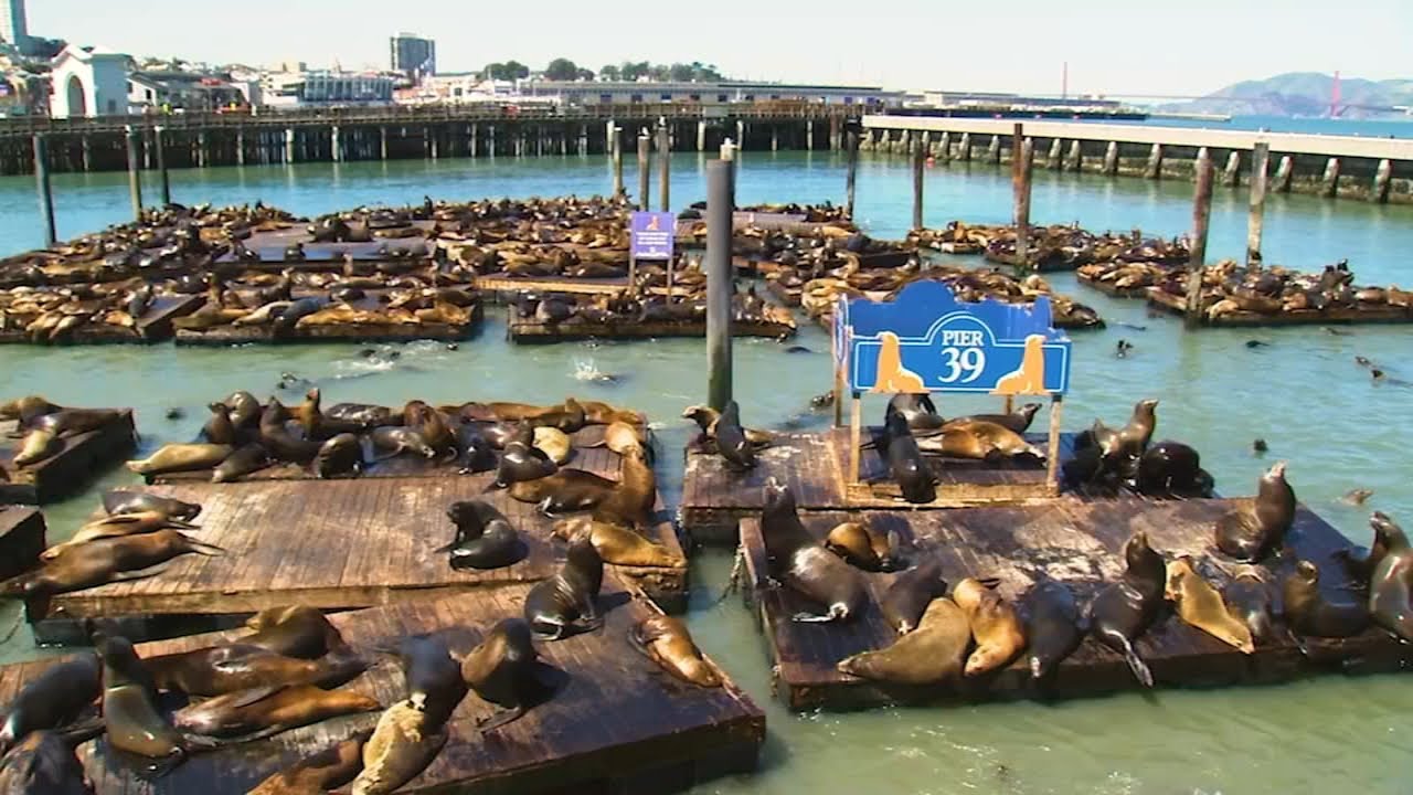 Record number of sea lions swarm SF's Pier 39; largest gathering in ...