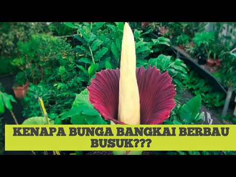 MENGAPA BUNGA BANGKAI (AMORPHOPHALLUS TITANIUM), BERBAU BUSUK??? - YouTube