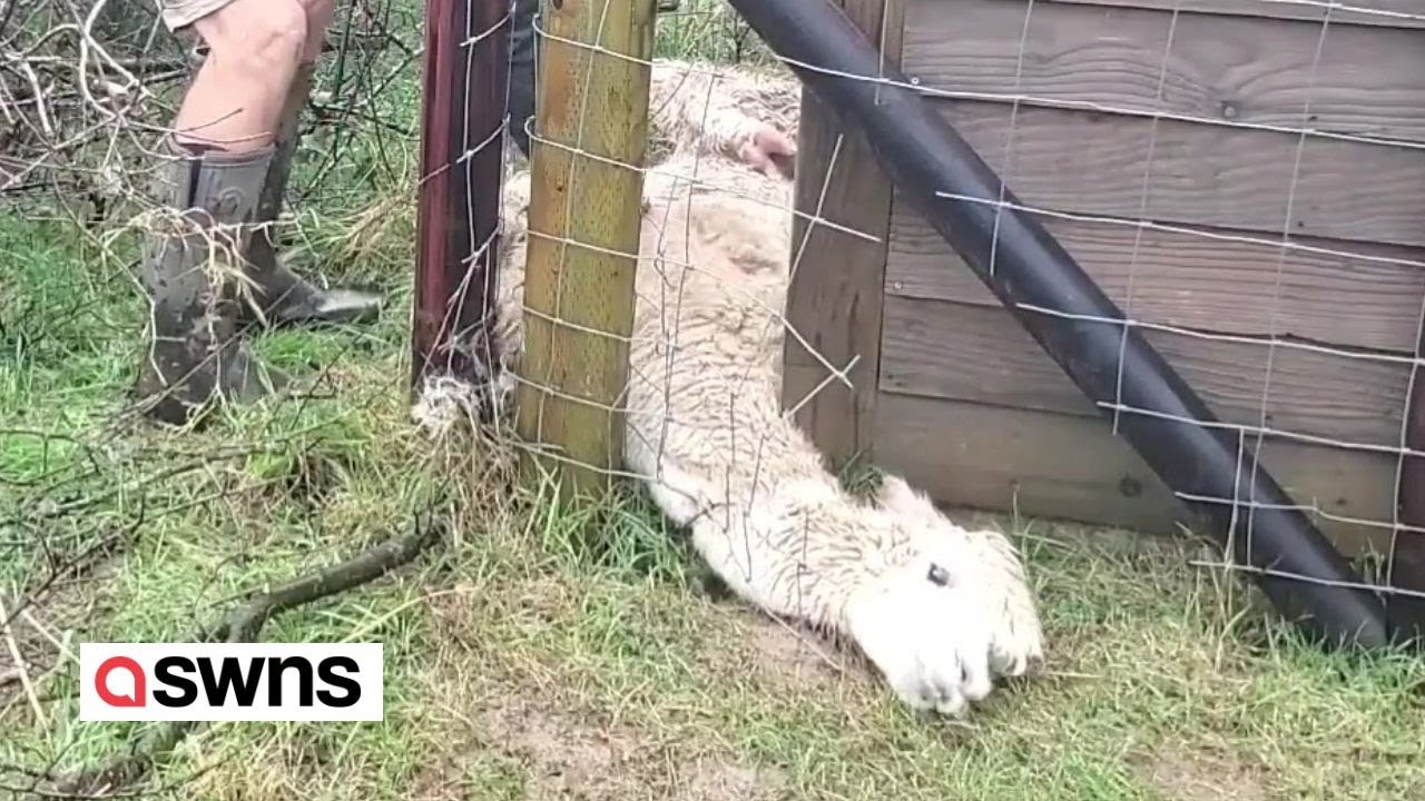 Alpaca rescued after getting stuck under fence for 16 hours | SWNS ...