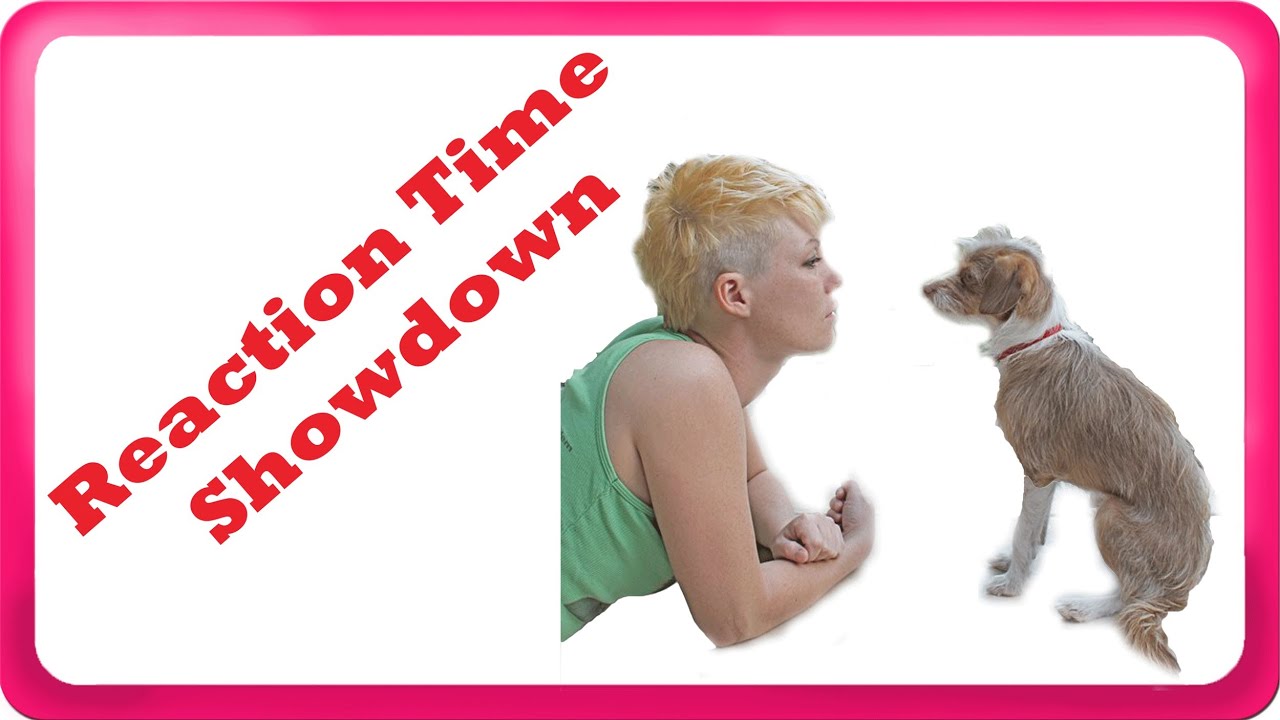 Dog Reaction Time Showdown!- funny dog - YouTube