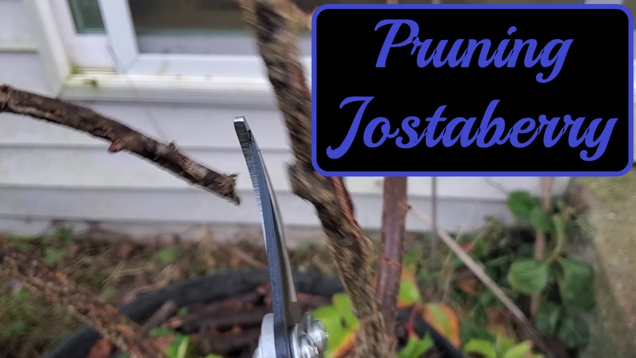 Pruning My Jostaberry | Explaining My Decisions! - YouTube