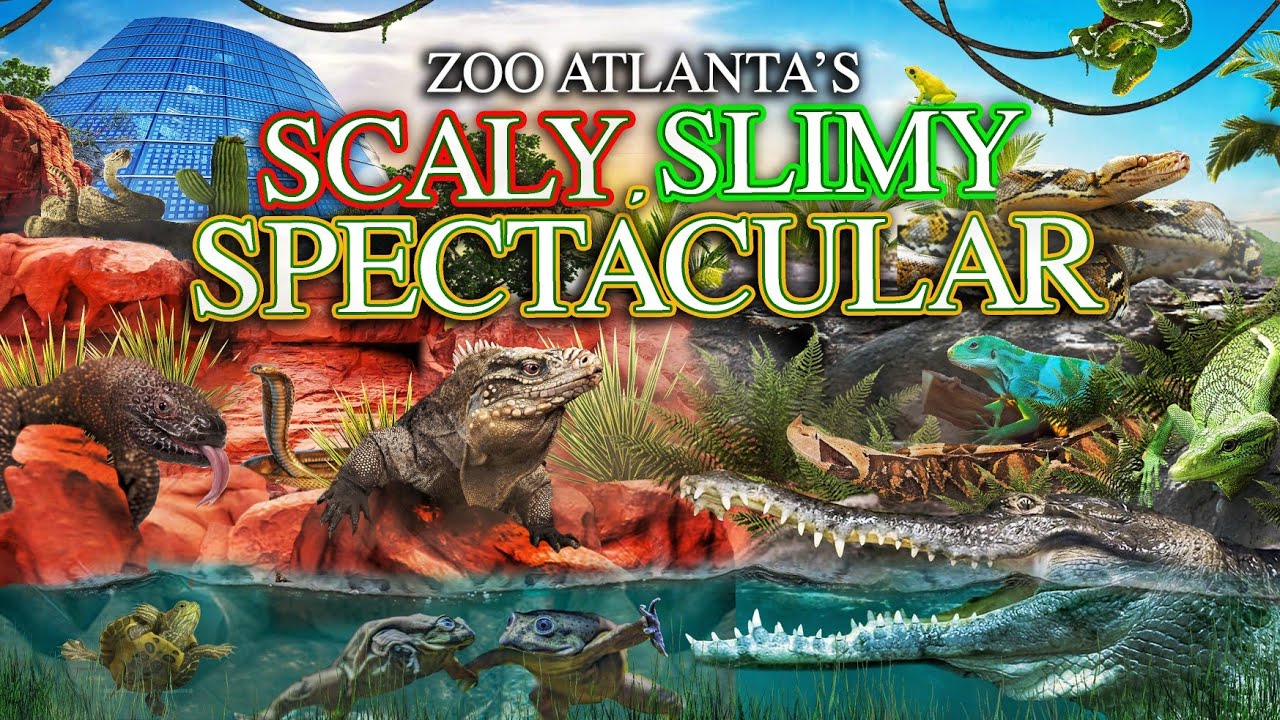 Zoo Tours: Scaly, Slimy, Spectacular | Zoo Atlanta - YouTube