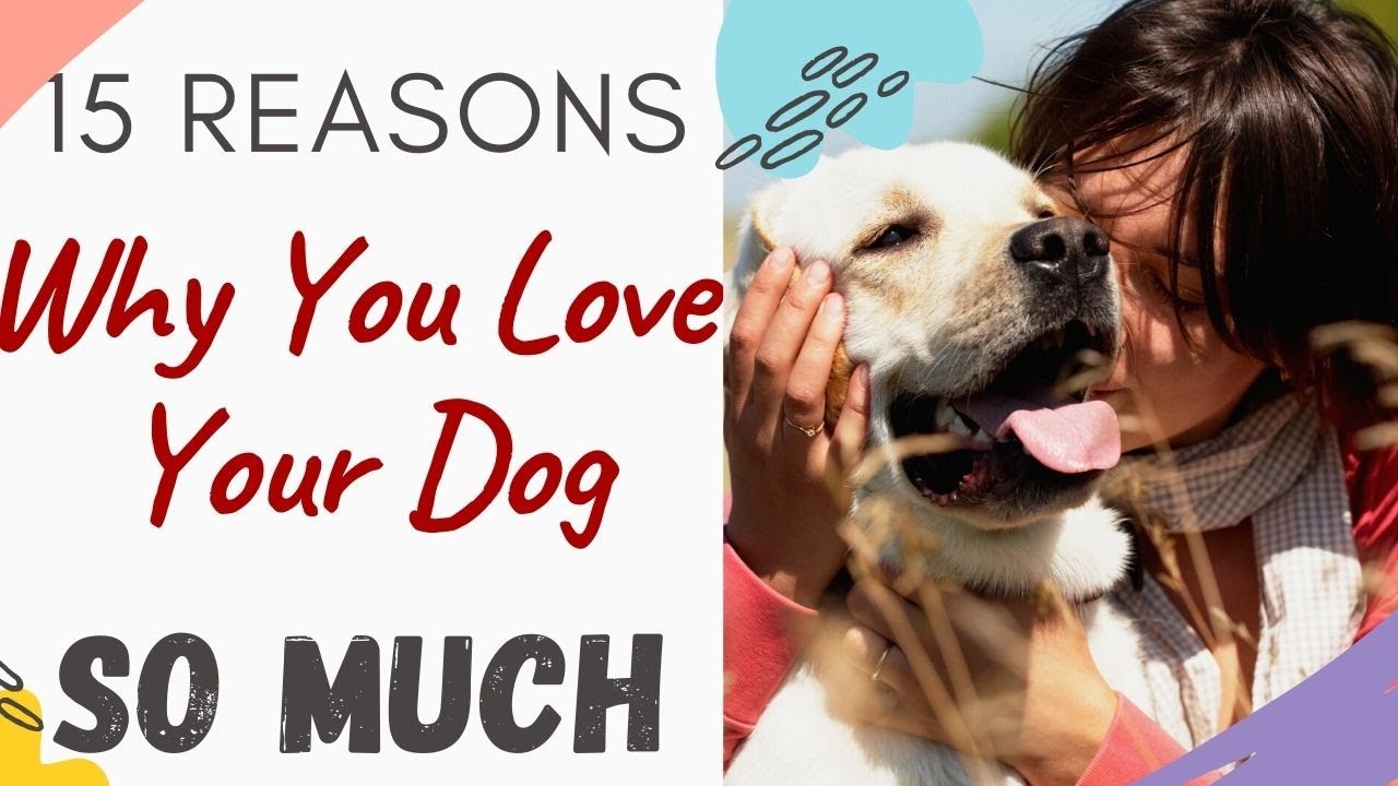 Why Do I Love My Dog So Much? See 15 Reasons Why We Love Dog So Much - YouTube