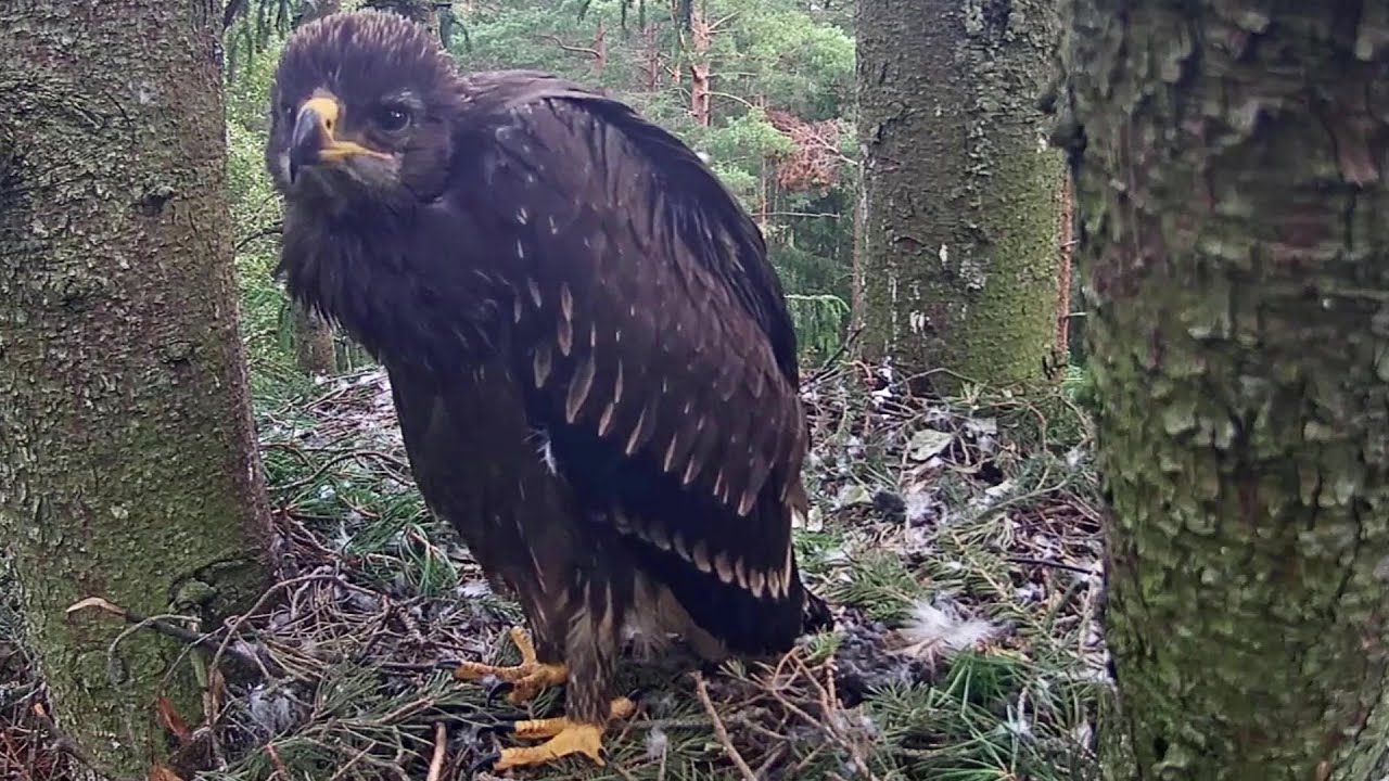 Mazais ērglis~Frog by Anna! Vole by Andris! Closeup Rota 🥰~7:57 /8:10 a ...