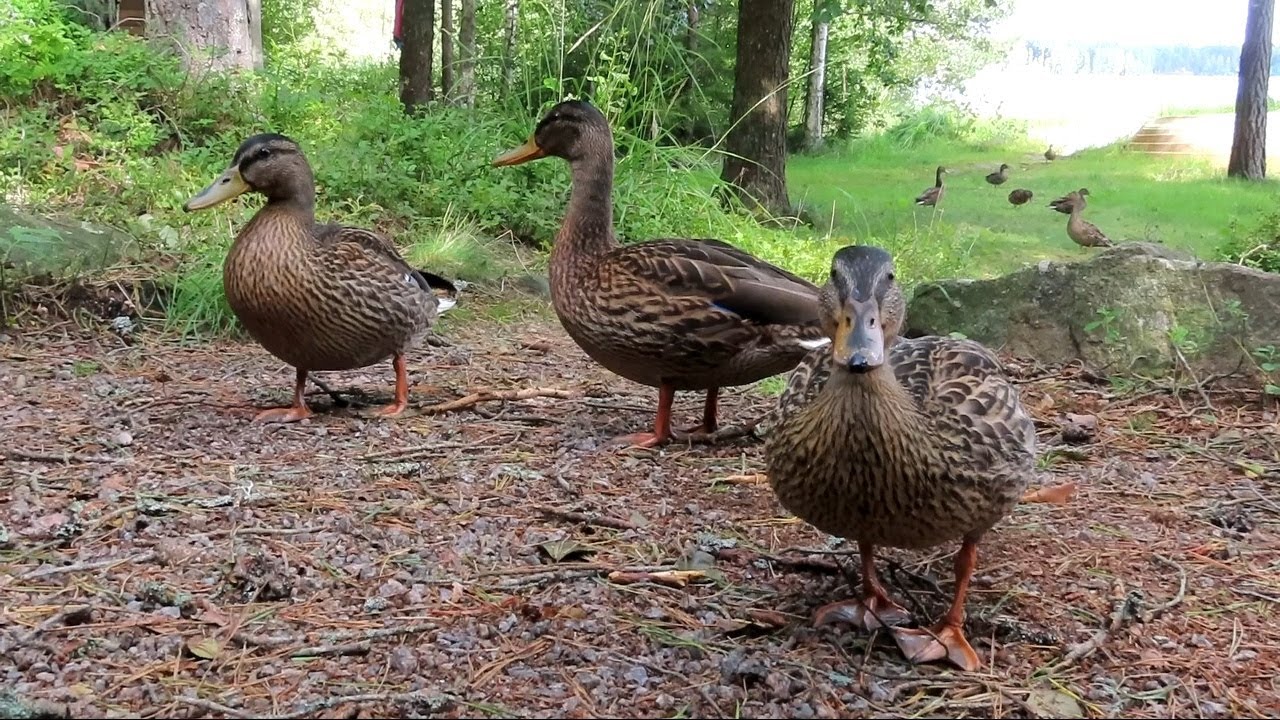 Ducks inspecting the yard after the storm - YouTube