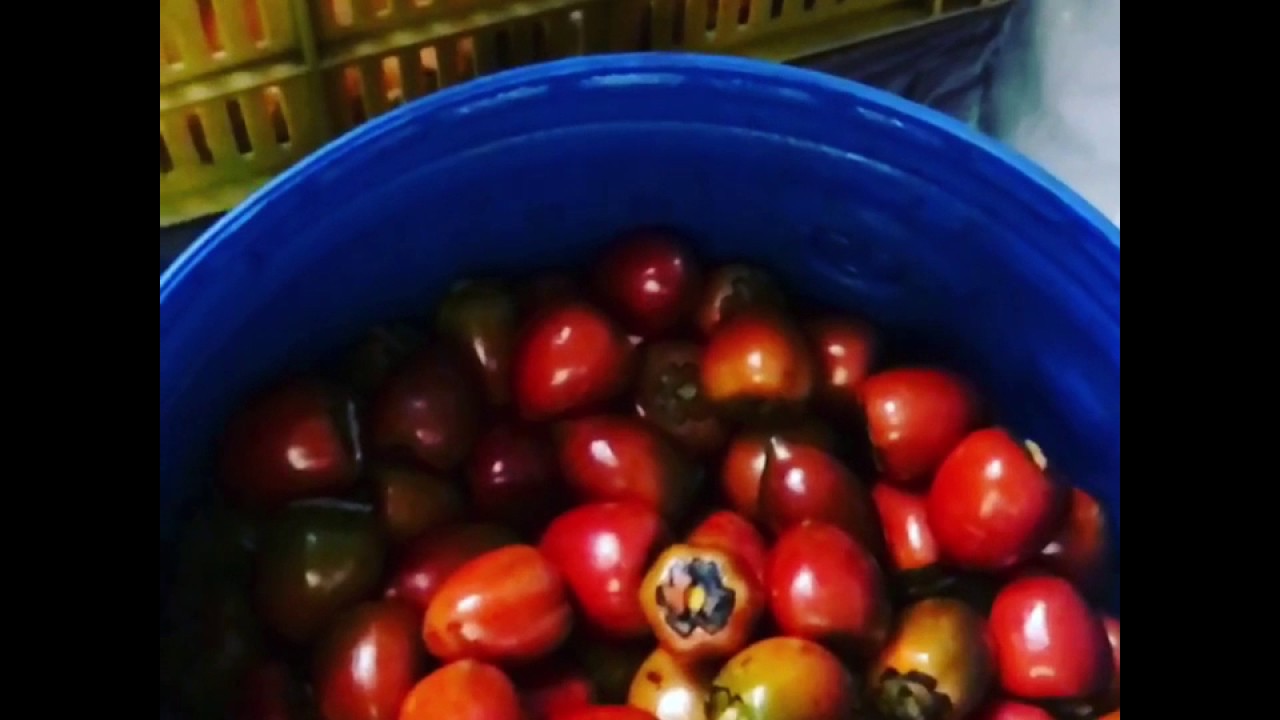 Chontaduro altamente seleccionado - YouTube