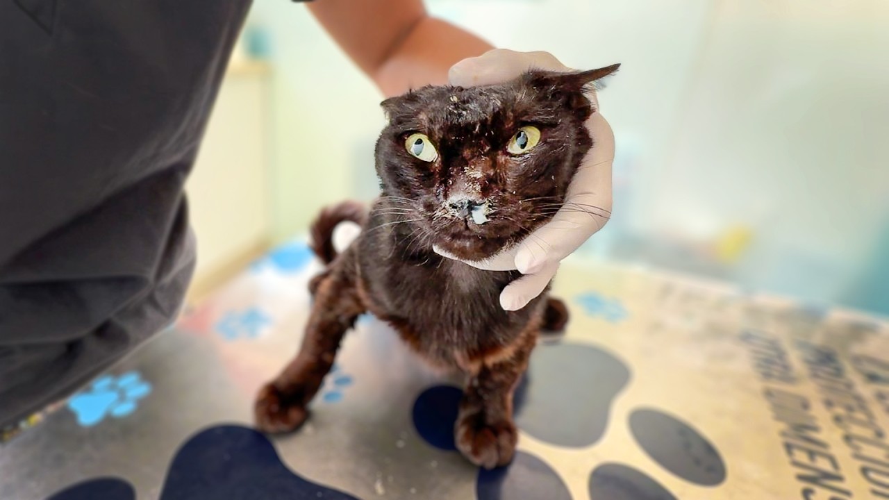 Tiene Dos Agujeros En La Cabeza Pero Continúa Luchando ! - YouTube