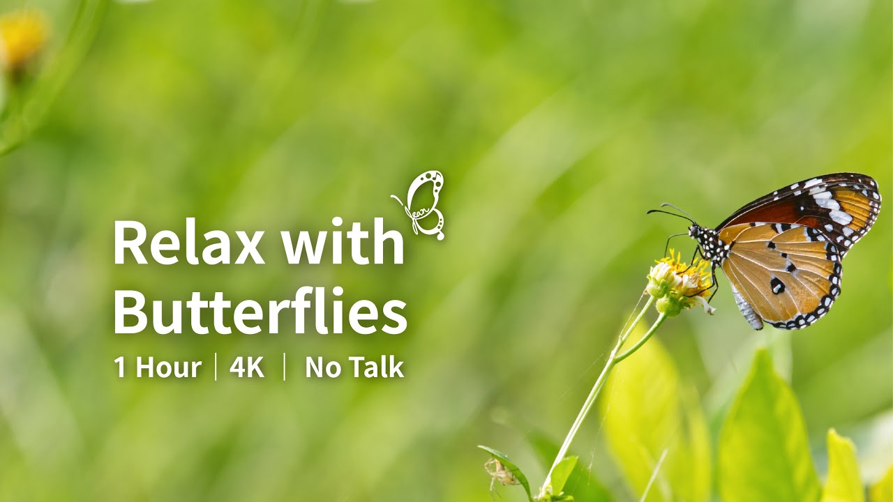 1 Hour of Relaxing Butterfly Scenery with Calming Music 🏞️#Butterfly # ...