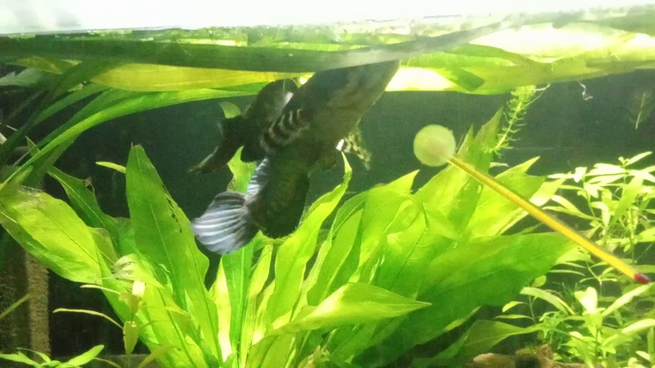 snakehead/Channa pulchra spawning channa pulchra spawning fish breeding ...